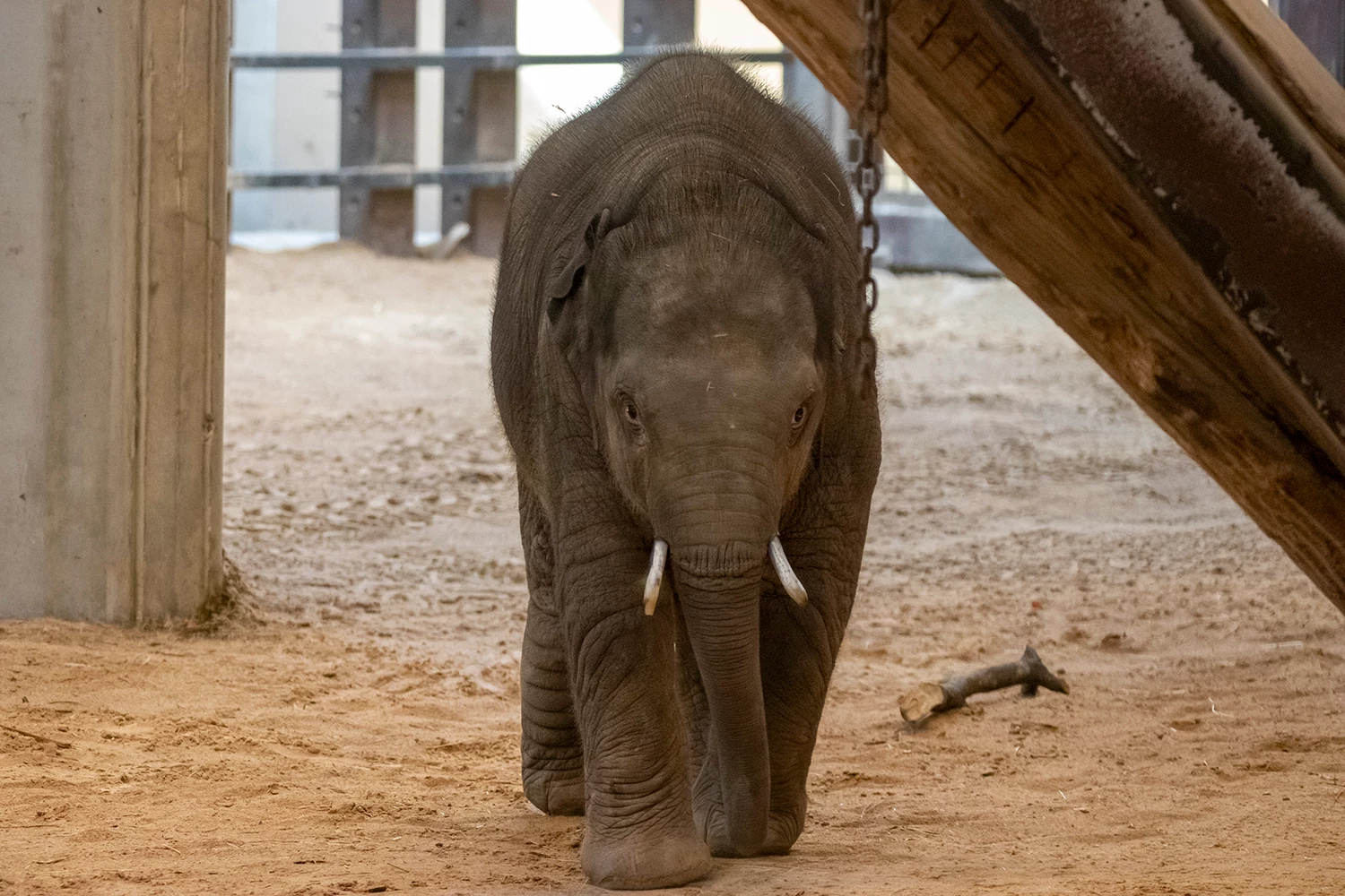 The Remove Tool gave an interpretive result - it placed tusks on a 4 ...